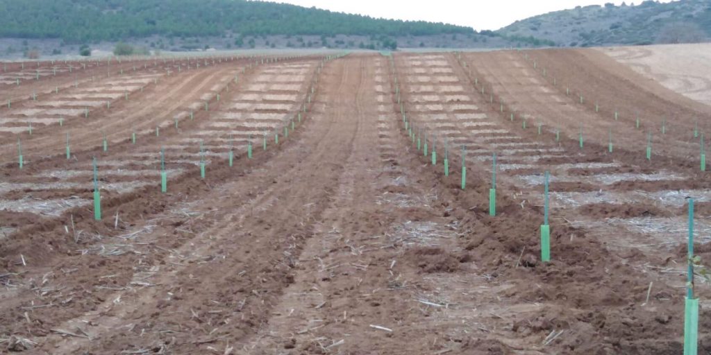 Plantaciones - Viveros Anjomar