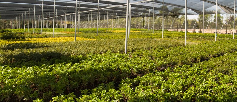 Vivero - Viveros Anjomar